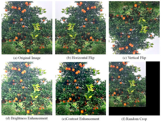 Object Detection Algorithm for Citrus Fruits Based on Improved YOLOv5 Model
