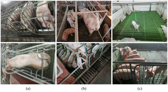 PDC-YOLO: A Network for Pig Detection under Complex Conditions for Counting Purposes