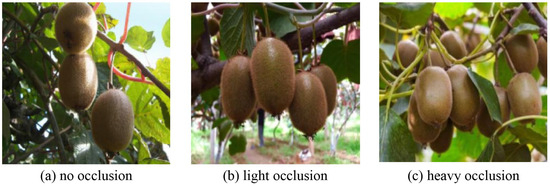 A New Kiwi Fruit Detection Algorithm Based on an Improved Lightweight Network