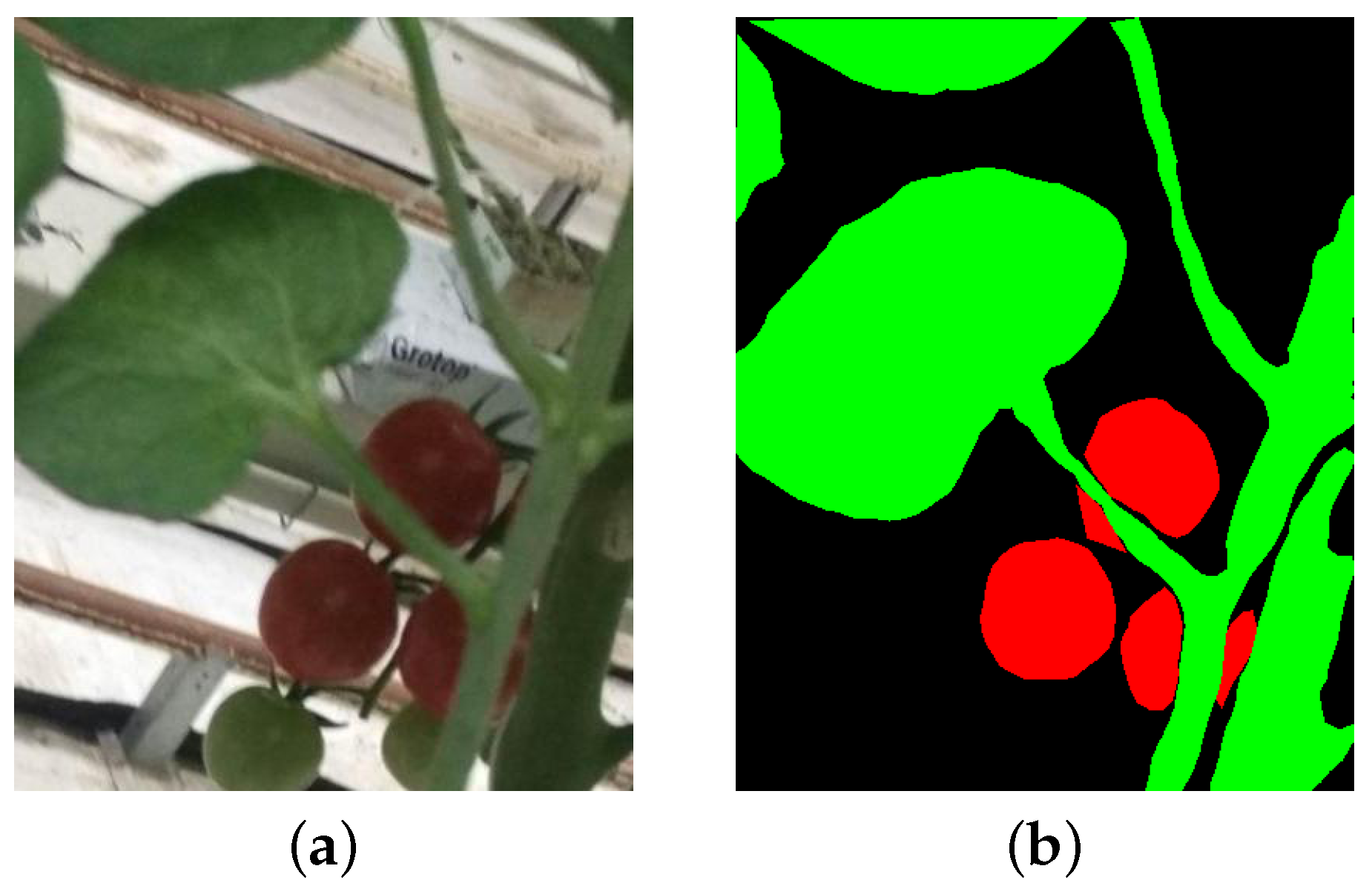 Color Dominance-Based Polynomial Optimization Segmentation for Identifying Tomato Leaves and Fruits