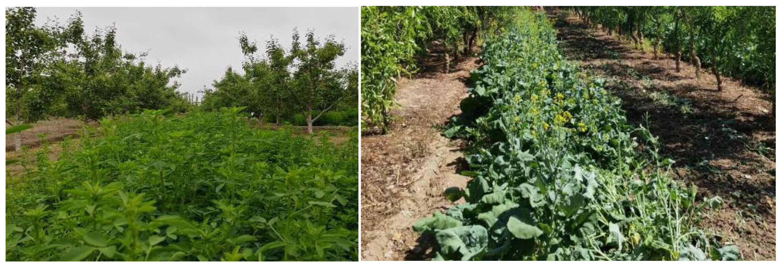 Design and Testing of an Offset Straw-Returning Machine for Green ...