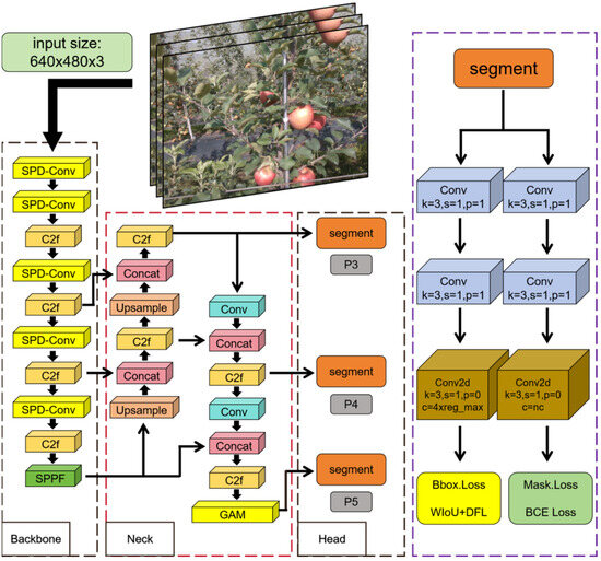 SGW-YOLOv8n: An Improved YOLOv8n-Based Model for Apple Detection and Segmentation in Complex ...