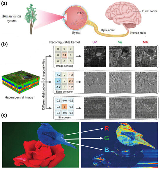 Neuromorphic Computing for Smart Agriculture