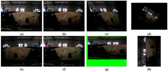 YOLOX-S-TKECB: A Holstein Cow Identification Detection Algorithm