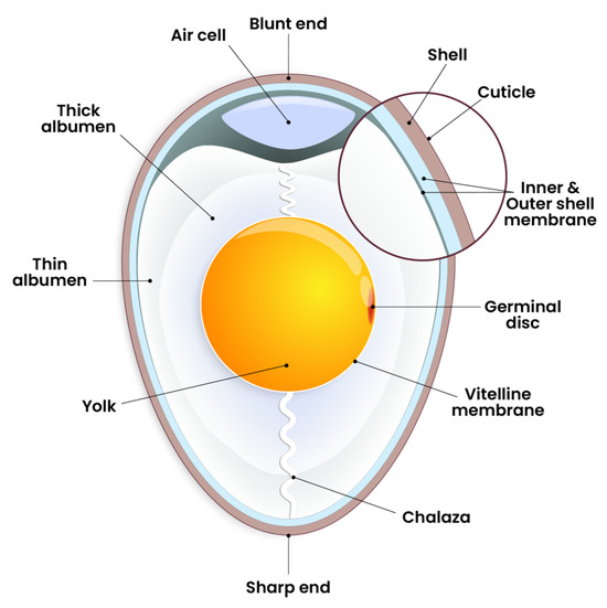 Non-Destructive Evaluation of Physicochemical Properties for Egg ...