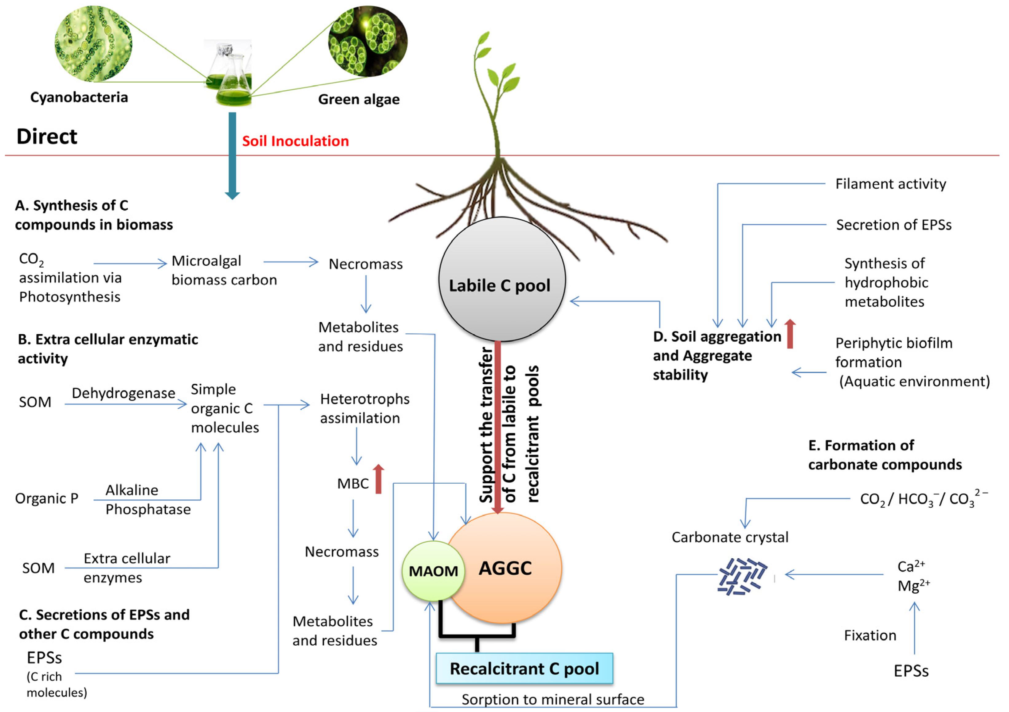 Unveiling the Role of Edaphic Microalgae in Soil Carbon Sequestration: Potential for ...