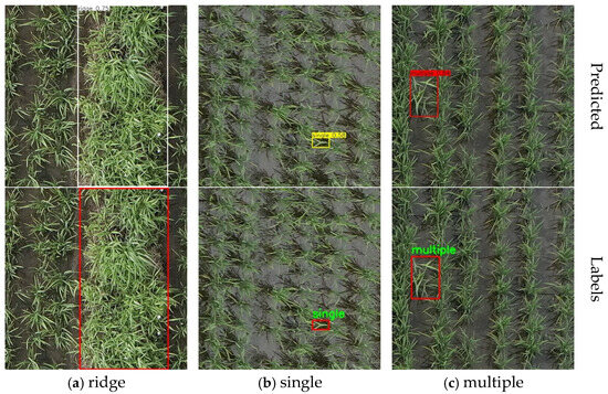 Weed Detection Algorithms in Rice Fields Based on Improved YOLOv10n