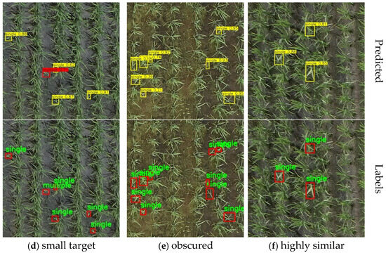 Weed Detection Algorithms in Rice Fields Based on Improved YOLOv10n