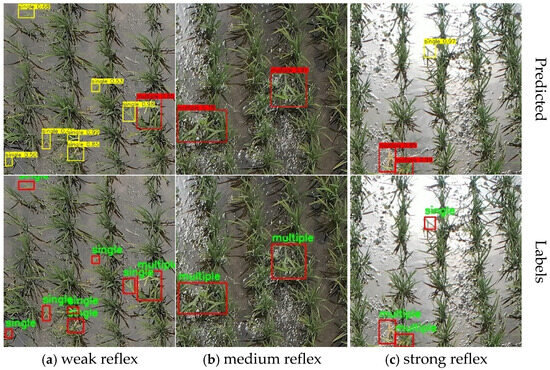 Weed Detection Algorithms in Rice Fields Based on Improved YOLOv10n