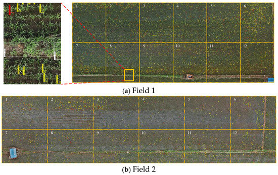 Weed Detection Algorithms in Rice Fields Based on Improved YOLOv10n