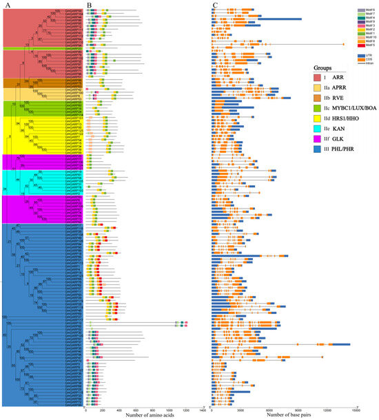 Genome-Wide Identification and Exogenous Hormone and Stress Response ...
