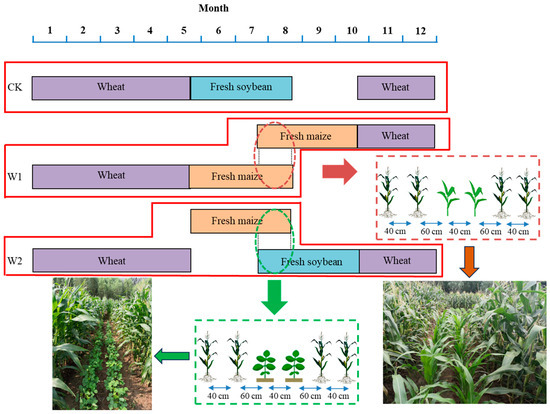 Incorporation of Relay Intercropping in Wheat–Fresh Maize–Fresh Soybean ...