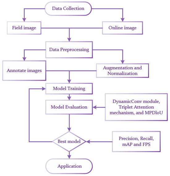 YOLO-IAPs: A Rapid Detection Method for Invasive Alien Plants in the Wild Based on Improved YOLOv9