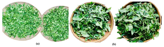 Development and Experiment of Adaptive Oolong Tea Harvesting Robot ...