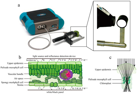 The Inversion of Rice Leaf Pigment Content: Using the Absorption ...