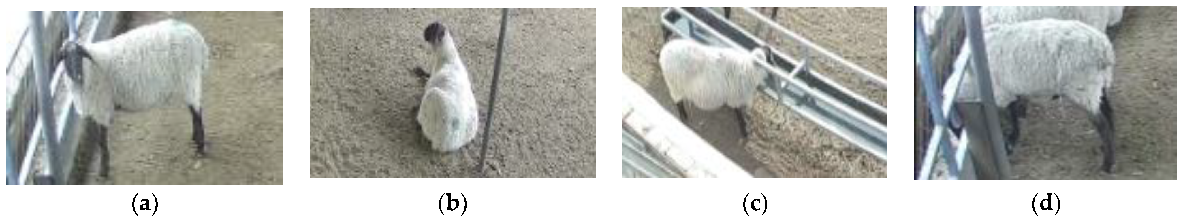 Small Target Ewe Behavior Recognition Based on ELFN-YOLO