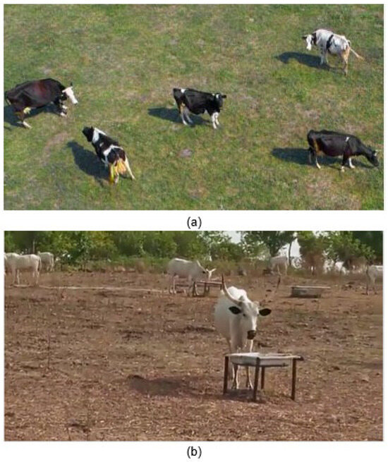 Transfer Learning-Driven Cattle Instance Segmentation Using Deep Learning Models