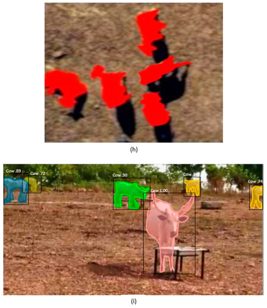 Transfer Learning Driven Cattle Instance Segmentation Using Deep Learning Models