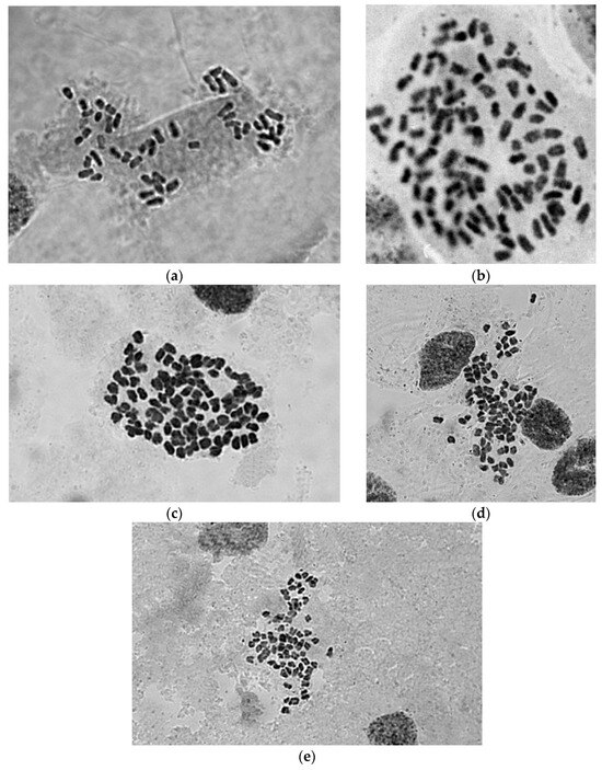 Assessment of Resistance to PVY in Interspecific Hybrids Obtained by ...