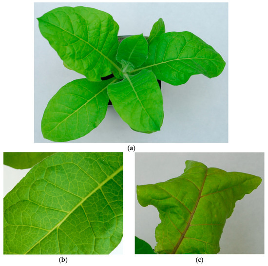 Assessment of Resistance to PVY in Interspecific Hybrids Obtained by ...