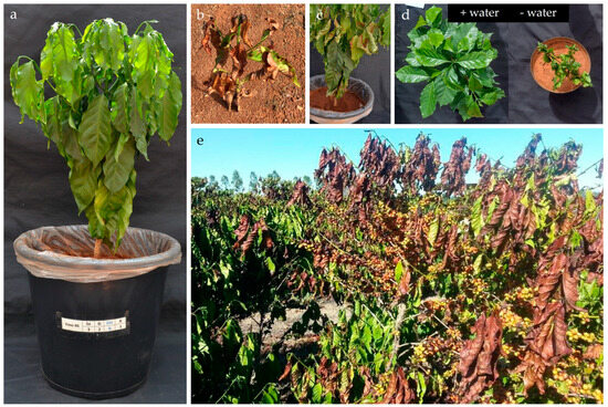 Impact of Drought, Heat, Excess Light, and Salinity on Coffee ...