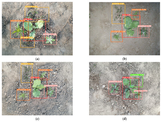 STBNA-YOLOv5: An Improved YOLOv5 Network for Weed Detection in Rapeseed Field