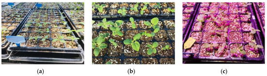 Improved YOLOv8 Model for Phenotype Detection of Horticultural Seedling Growth Based on Digital ...
