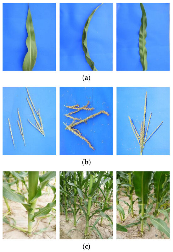 Real-Time Corn Variety Recognition Using an Efficient DenXt ...