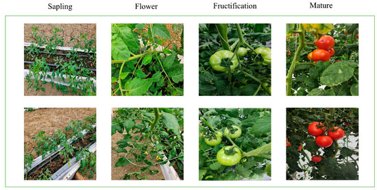 Identifying Tomato Growth Stages in Protected Agriculture with ...