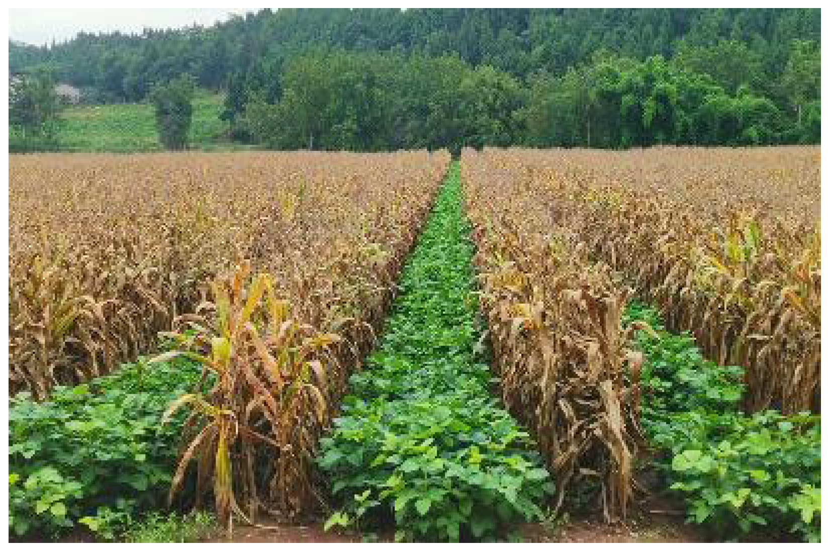 Structural Design and Testing of a Corn Header for Soybean–Corn ...