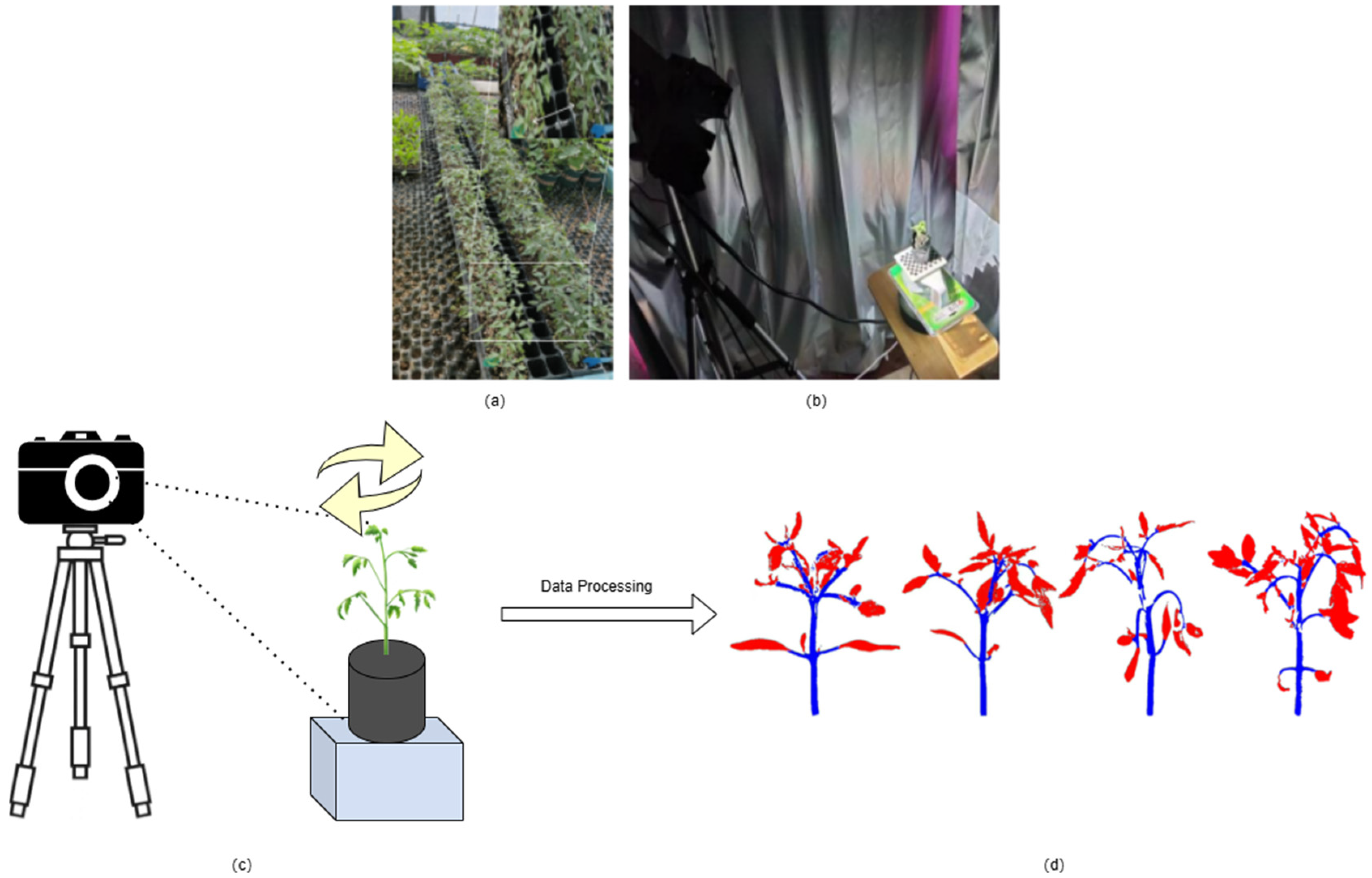 Tomato Stem and Leaf Segmentation and Phenotype Parameter Extraction ...