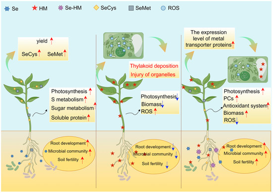 Progress in Elucidating the Mechanism of Selenium in Mitigating Heavy ...