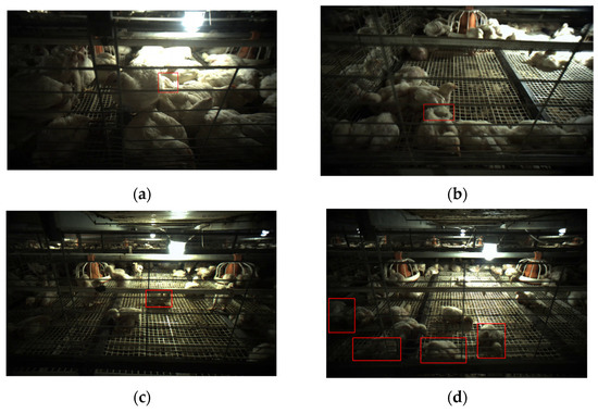 Research on Broiler Mortality Identification Methods Based on Video and ...