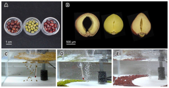 Seawater Tolerance of the Beach Bean Vigna marina (Burm.) Merrill in ...