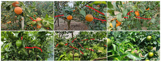 Picking Point Localization Algorithm For Citrus Fruits Based On Improved Yolov8 Model