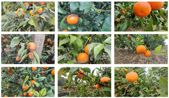 Picking-Point Localization Algorithm for Citrus Fruits Based on Improved YOLOv8 Model