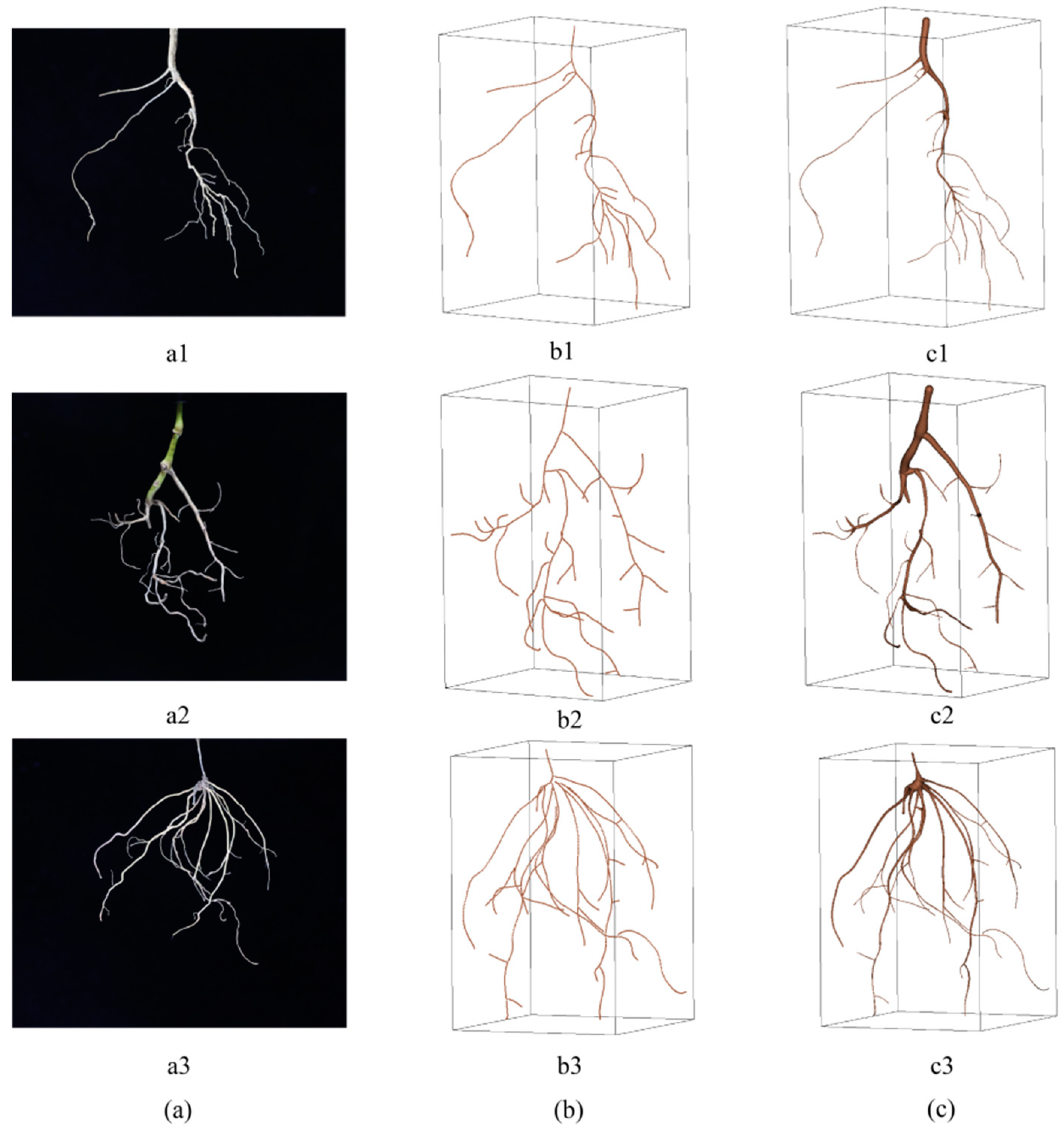 A Skeleton-Based Method of Root System 3D Reconstruction and Phenotypic ...