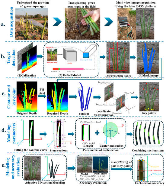 YS3AM: Adaptive 3D Reconstruction and Harvesting Target Detection for Clustered Green Asparagus