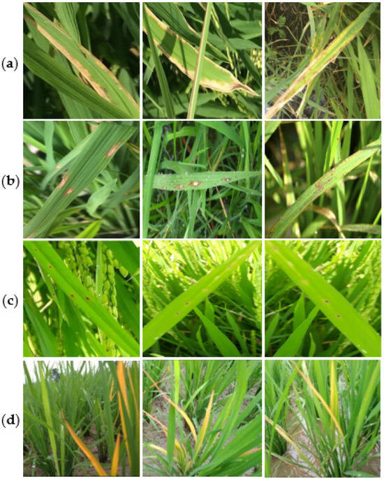 RDRM-YOLO: A High-Accuracy and Lightweight Rice Disease Detection Model for Complex Field ...