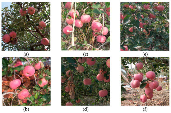 Research on Apple Detection and Tracking Count in Complex Scenes Based on the Improved YOLOv7 ...