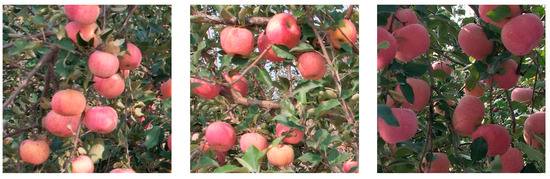 Research on Apple Detection and Tracking Count in Complex Scenes Based on the Improved YOLOv7 ...