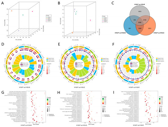Transcriptomic and Metabolomic Analysis Reveals the Mechanism of H18 Pepper Color Change