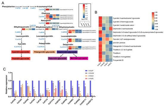 Transcriptomic and Metabolomic Analysis Reveals the Mechanism of H18 Pepper Color Change