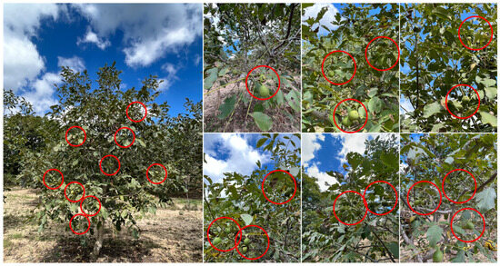 Research on Walnut (Juglans regia L.) Yield Prediction Based on a Walnut Orchard Point Cloud Model