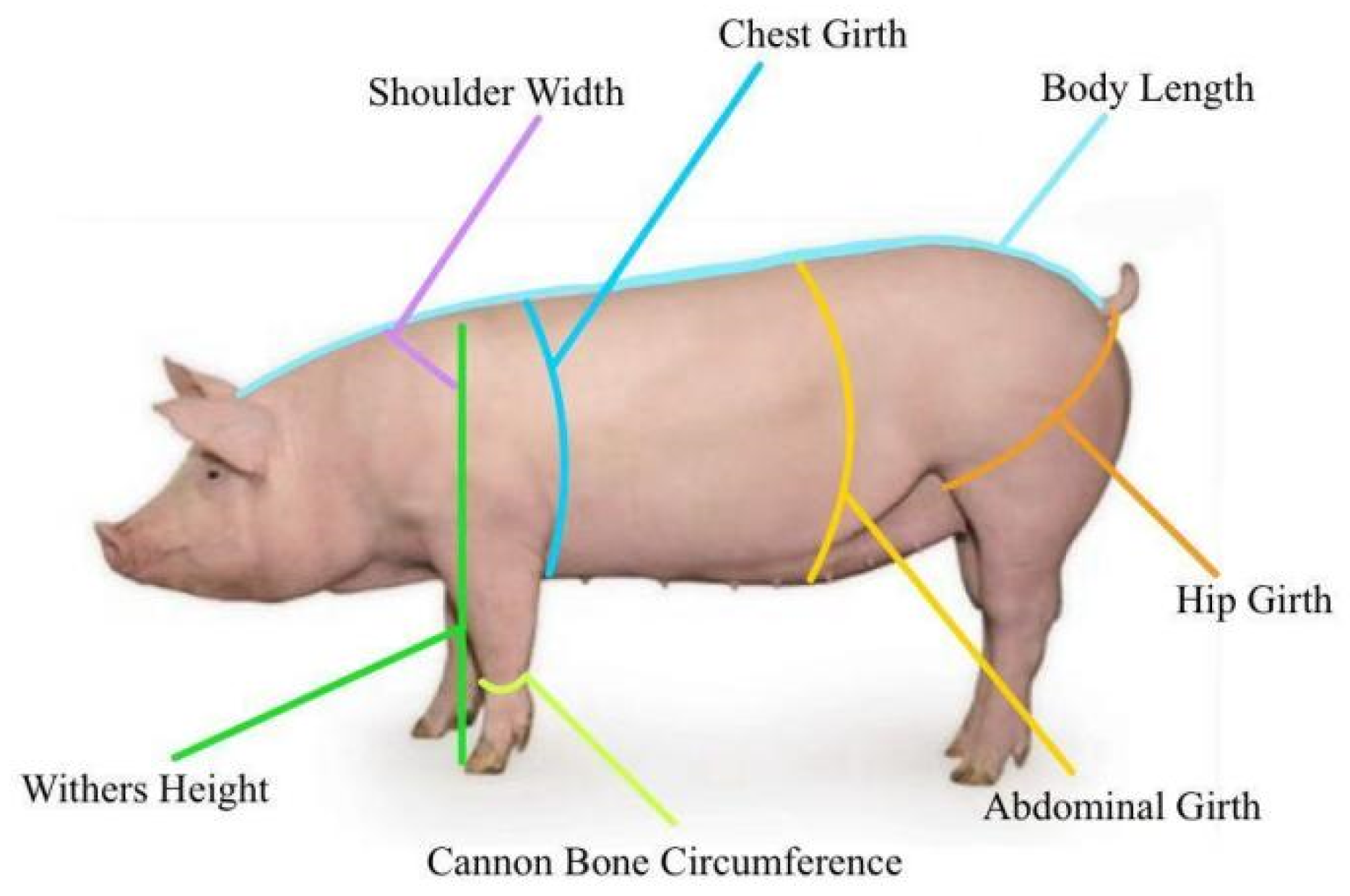 A Machine Learning-Based Method for Pig Weight Estimation and the PIGRGB-Weight Dataset