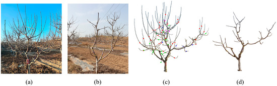 Pruning Branch Recognition and Pruning Point Localization for Walnut (Juglans regia L.) Trees ...