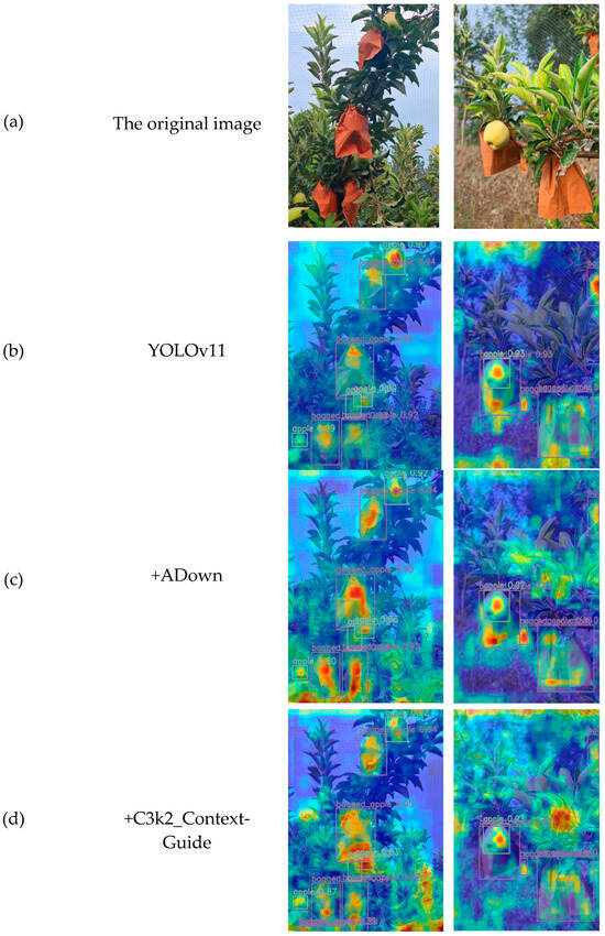 AAB-YOLO: An Improved YOLOv11 Network for Apple Detection in Natural Environments
