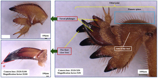 Structural Design and Analysis of Bionic Shovel Based on the Geometry ...