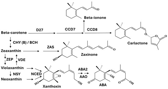 Apocarotenoids as Stress Signaling Molecules in Plants