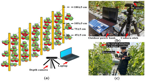 An Improved YOLOv8 Model for Detecting Four Stages of Tomato Ripening and Its Application ...
